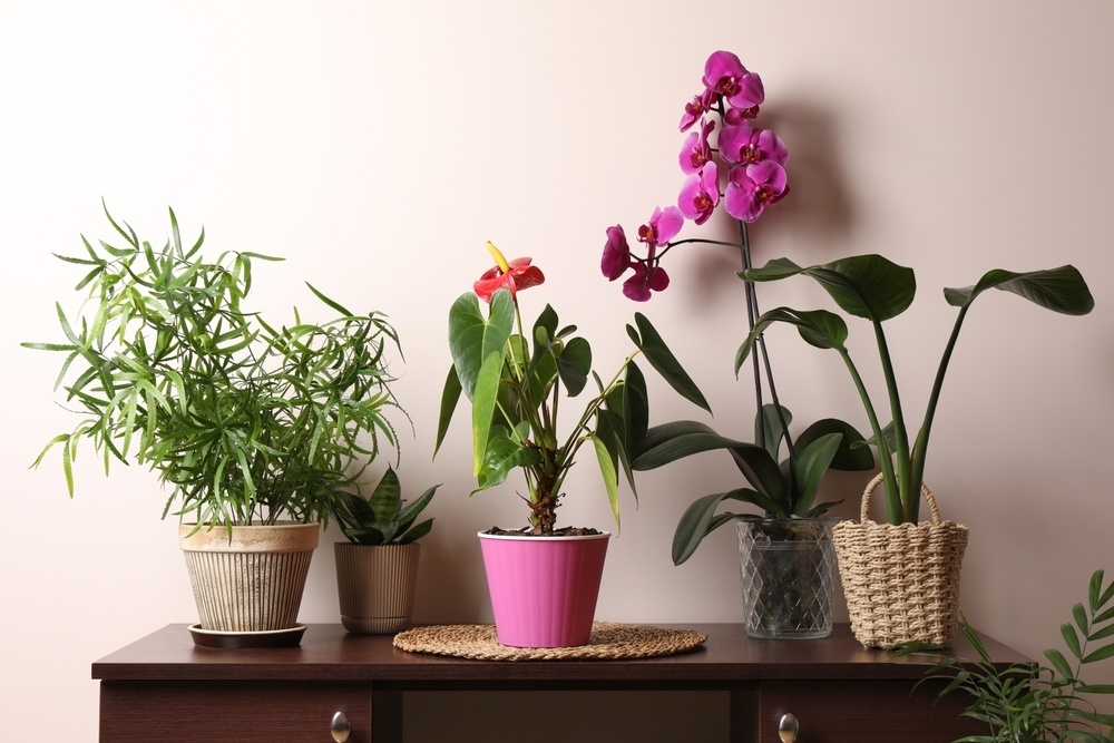 Kamerplanten verzorgen tijdens de winter - Plantenmaes